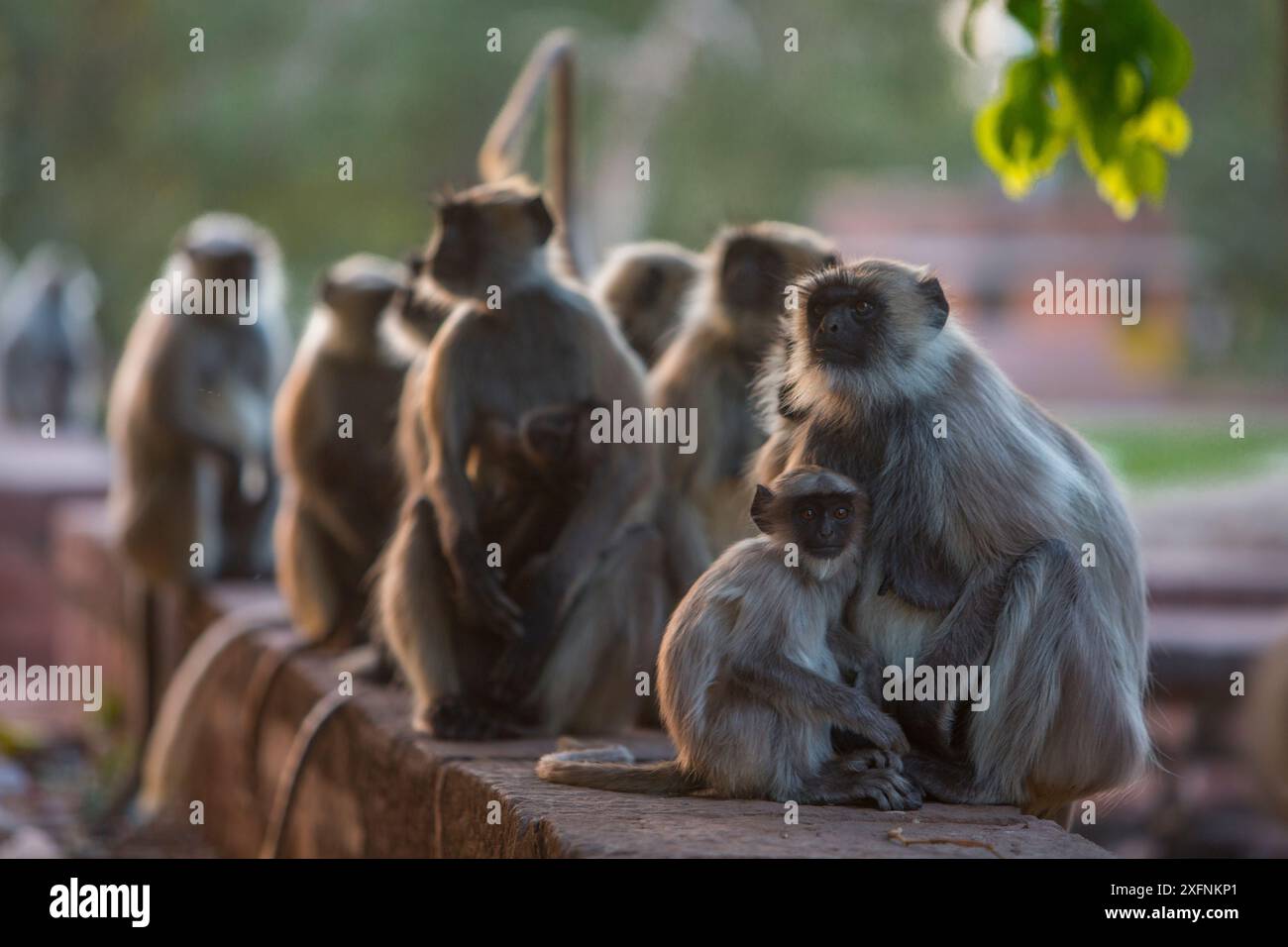 Semnopithecus entellus jodhpur hi-res stock photography and images - Alamy