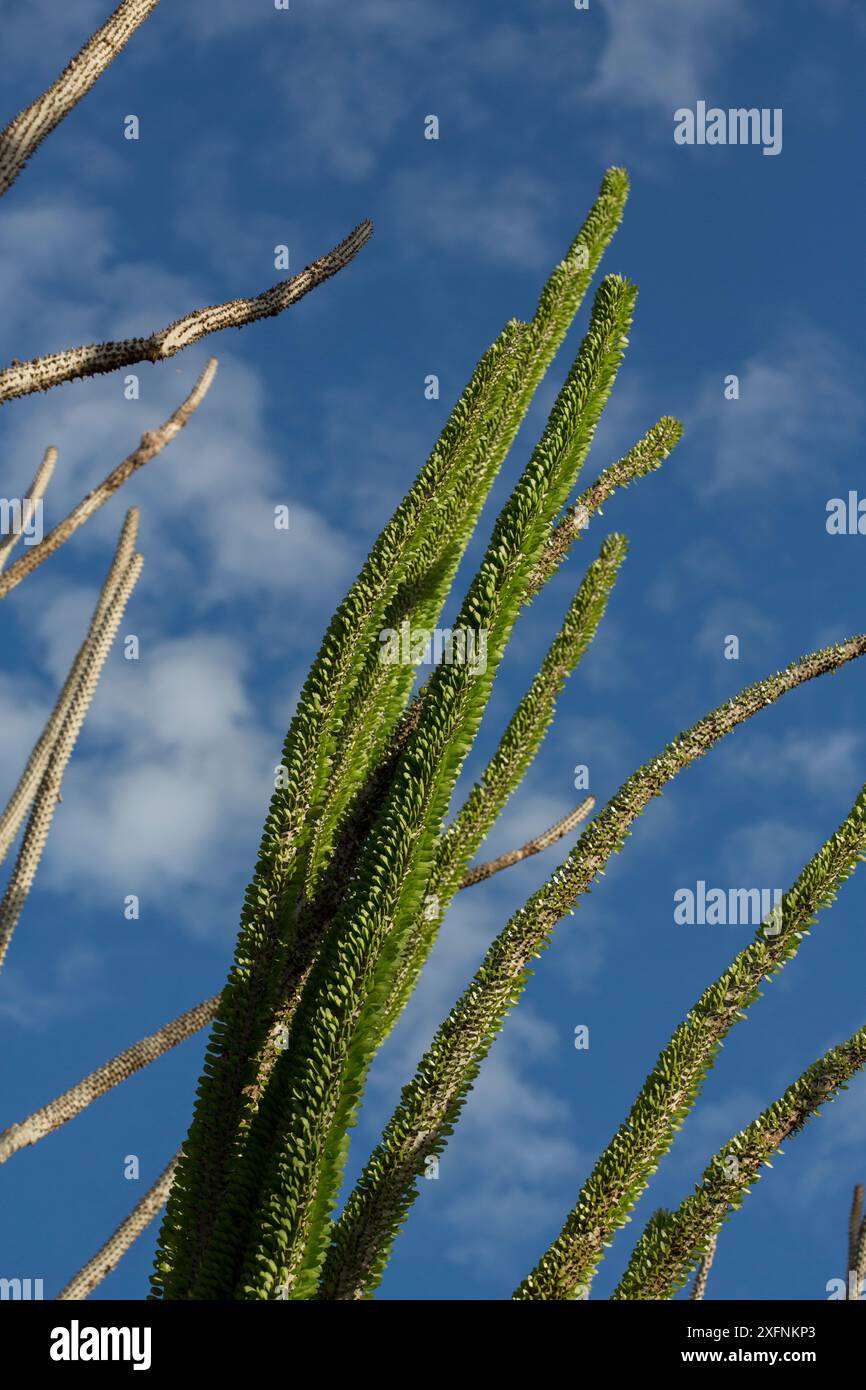 Octopus Tree (Didiera madagascariensis), Spiny Forest, Berenty ...