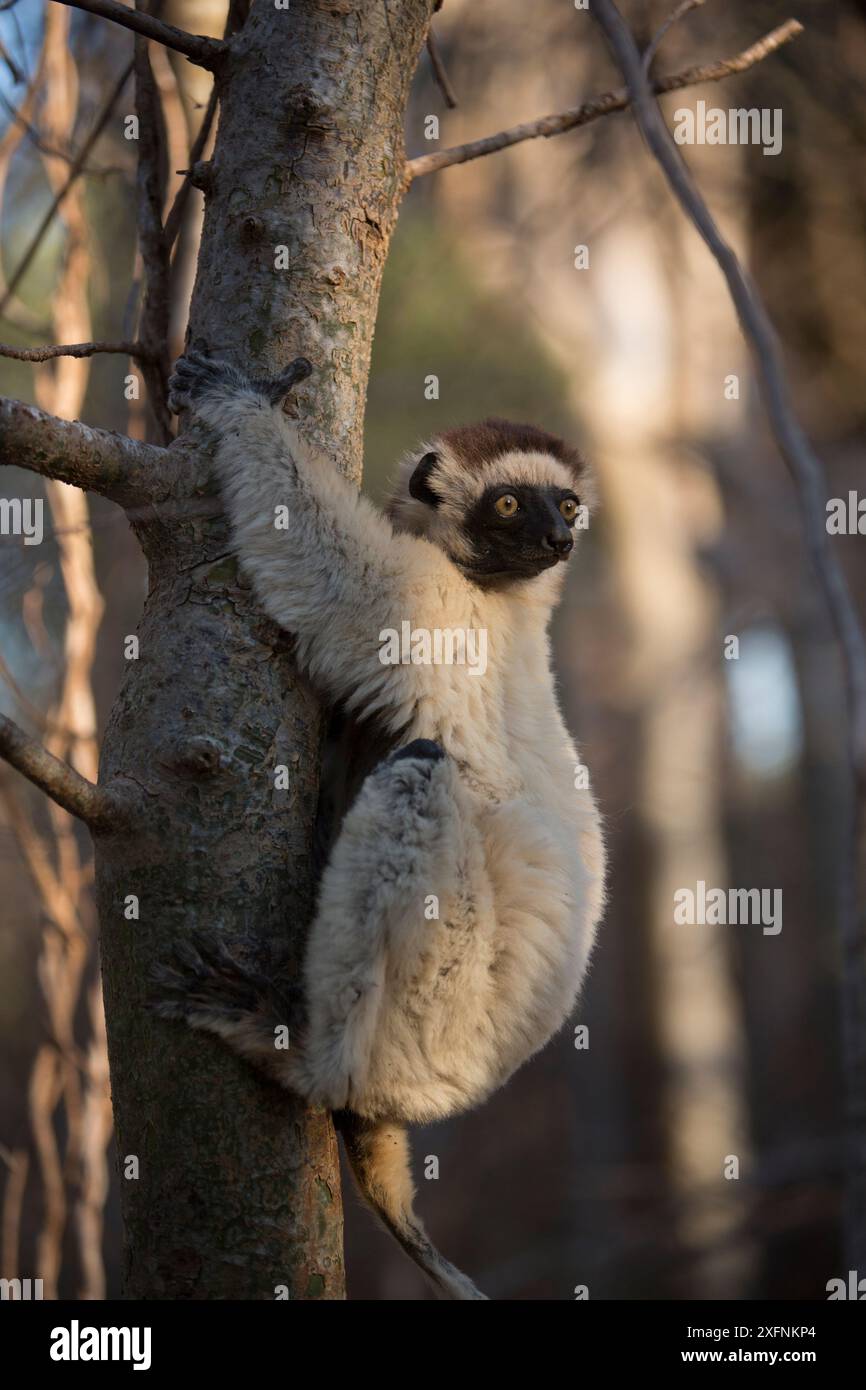 Propithecus verreauxi berenty reserve hi-res stock photography and ...