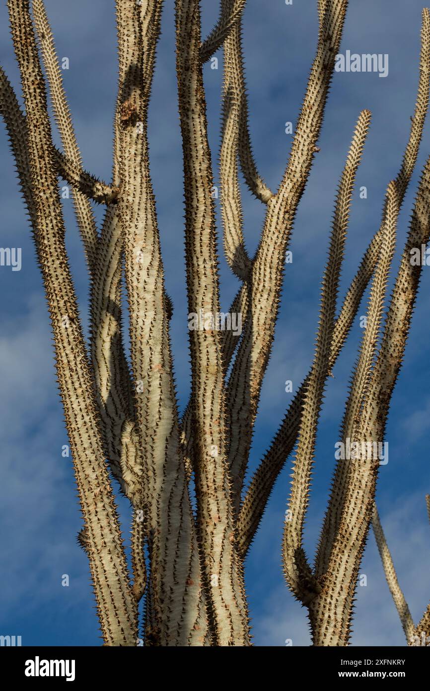 Octopus Tree (Didiera madagascariensis), Spiny Forest, Berenty ...