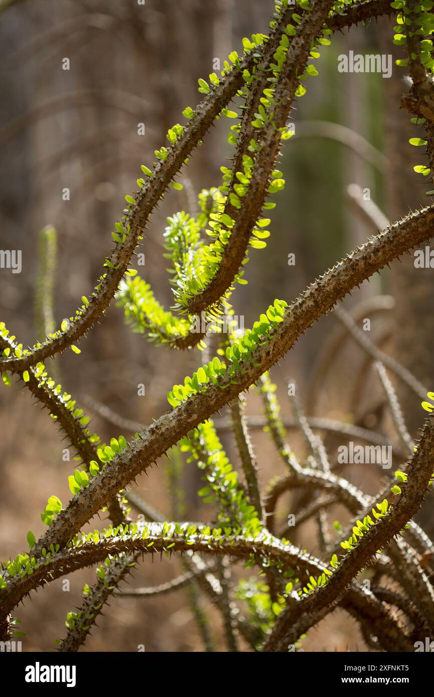 Octopus tree (Didiera madagascariensis), Spiny Forest, Berenty ...