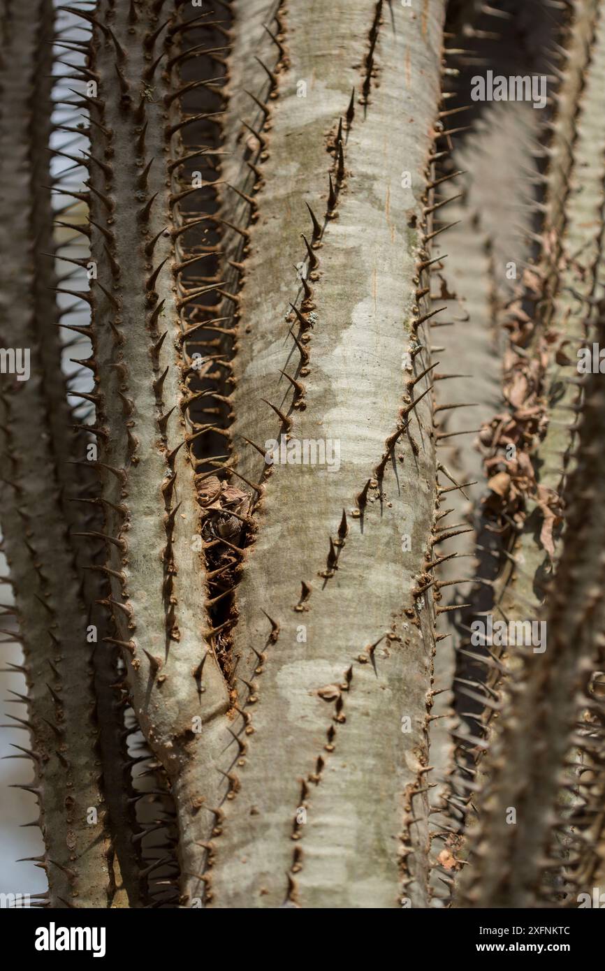 Octopus tree (Didiera madagascariensis), Spiny Forest, Berenty ...