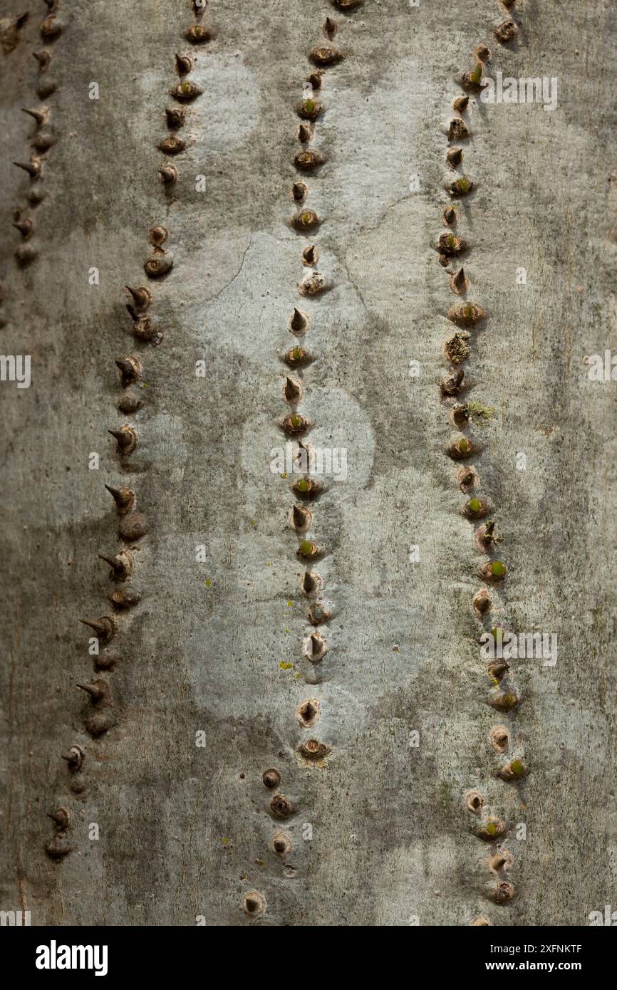 Octopus tree (Didiera madagascariensis), Spiny Forest, Berenty ...