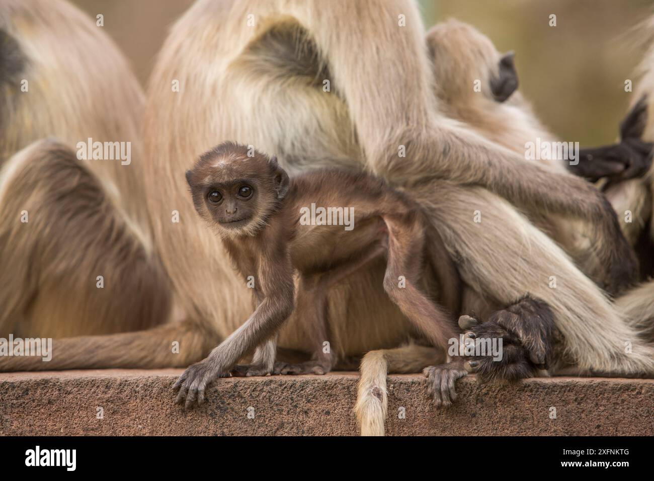 Semnopithecus entellus jodhpur hi-res stock photography and images - Alamy