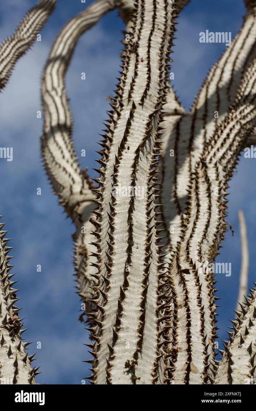 Octopus tree (Didiera madagascariensis), Spiny Forest, Berenty ...