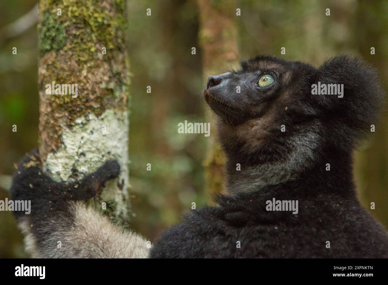 Indri lemur (Indri indri) Andasibe-Mantadia National Park, in Alaotra ...
