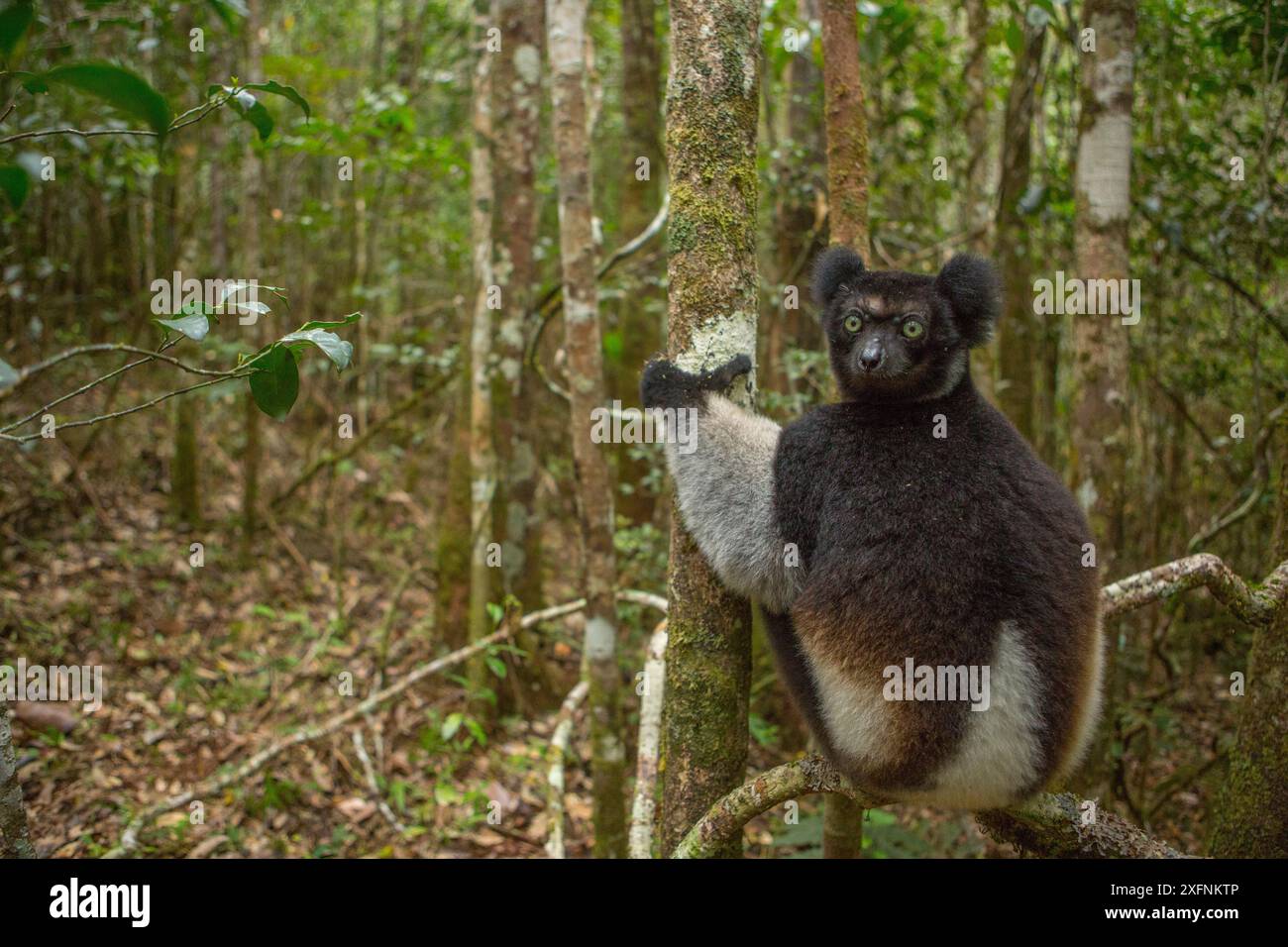 Indri lemur (Indri indri) Andasibe-Mantadia National Park, in Alaotra ...
