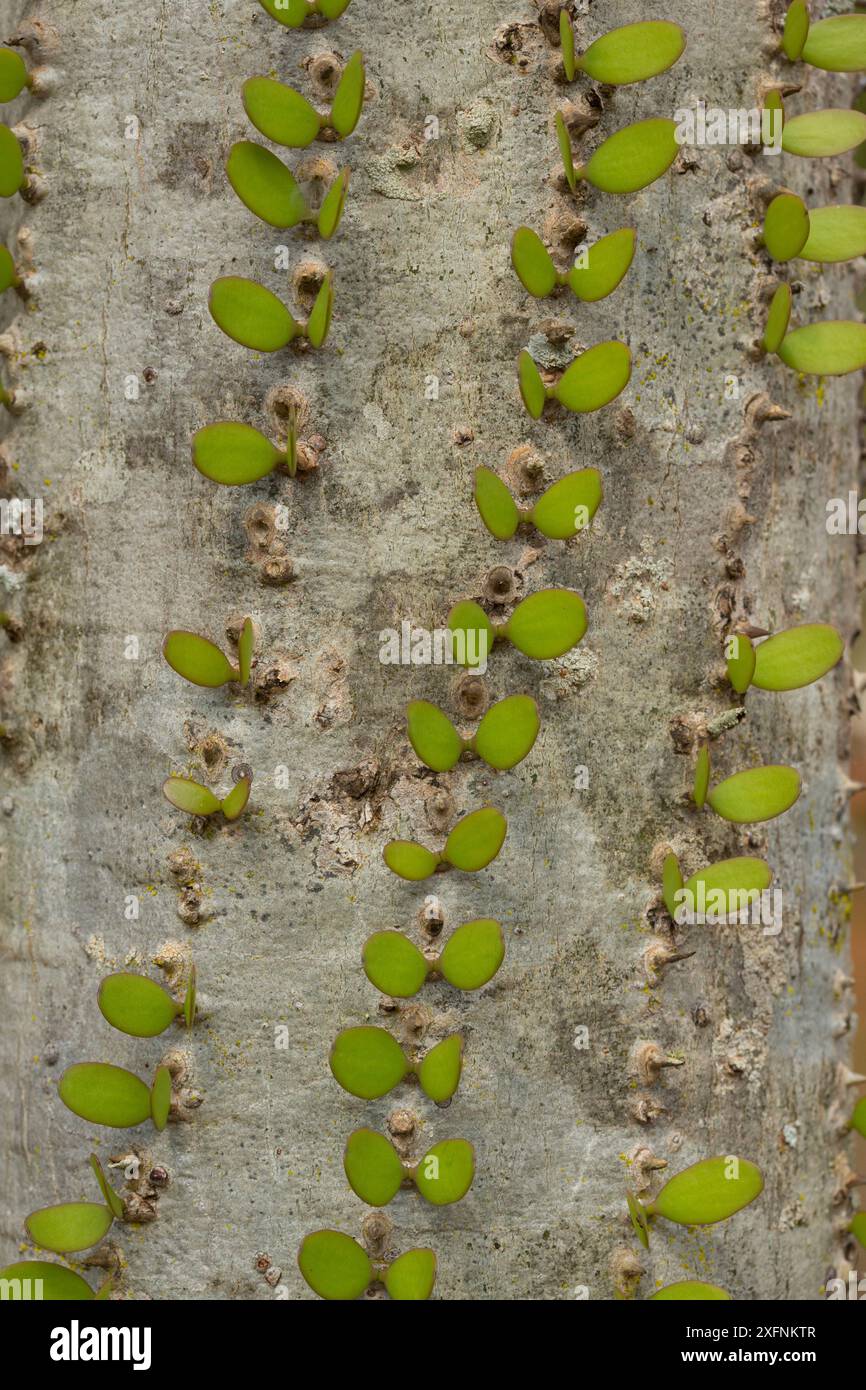 Octopus tree (Didiera madagascariensis), Spiny Forest, Berenty ...