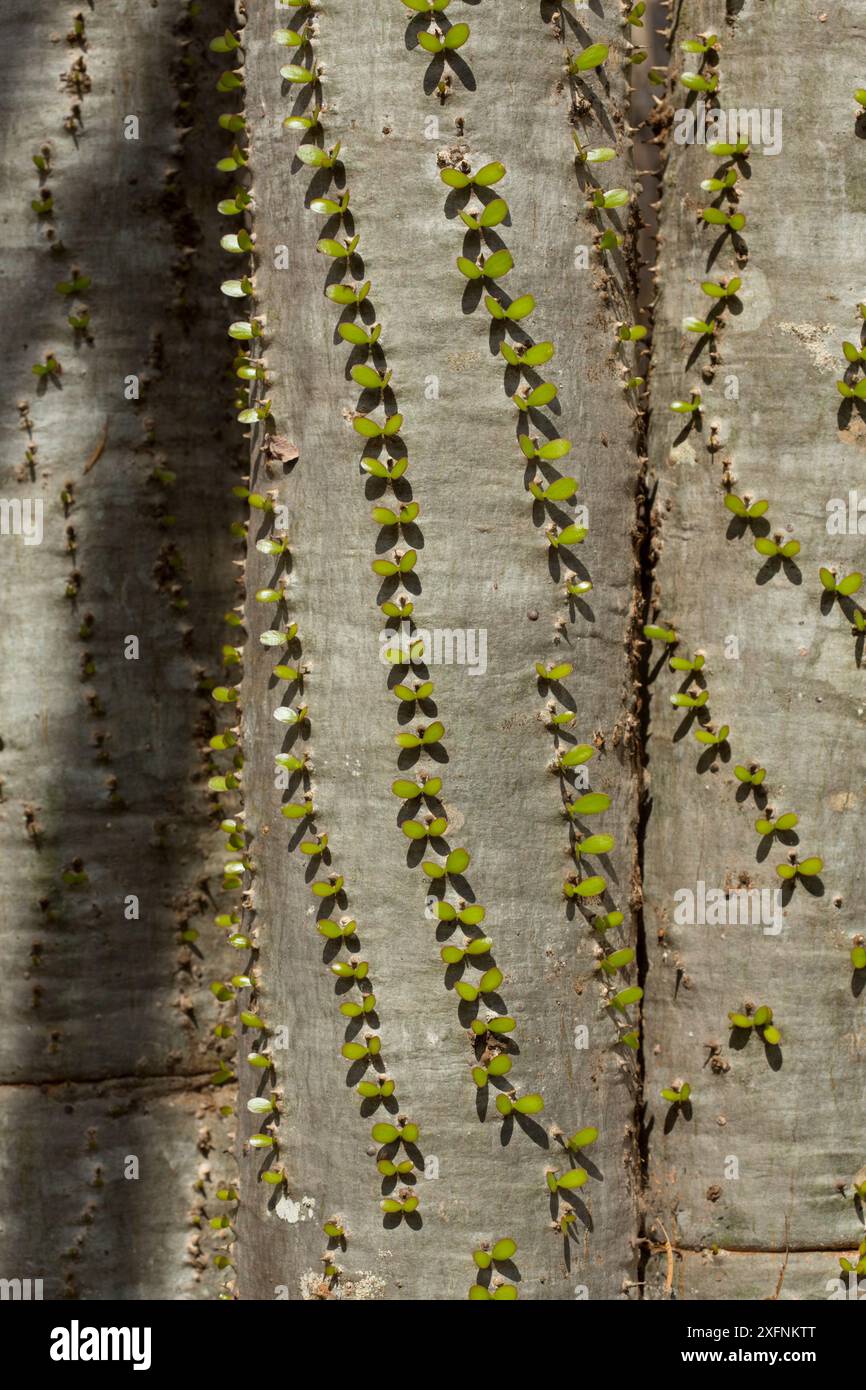 Octopus tree (Didiera madagascariensis), Spiny Forest, Berenty ...