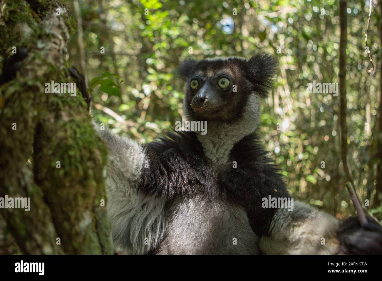Indri lemur (Indri indri) Andasibe-Mantadia National Park, in Alaotra ...