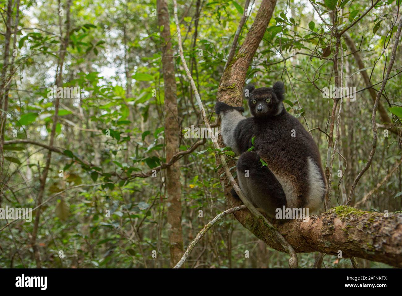 Indri Lemur (Indri indri) Andasibe-Mantadia National Park, in Alaotra ...