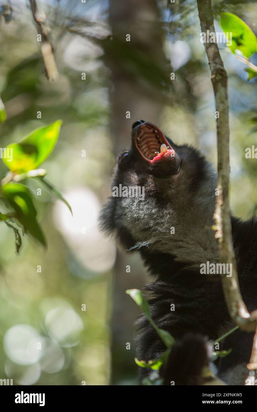 Indri calling hi-res stock photography and images - Alamy