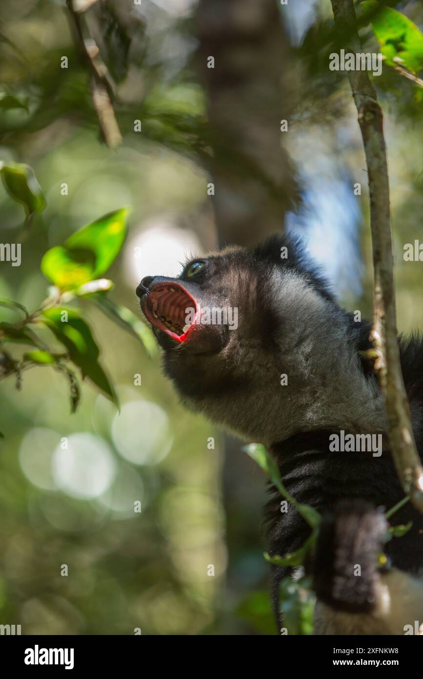 Indri calling hi-res stock photography and images - Alamy
