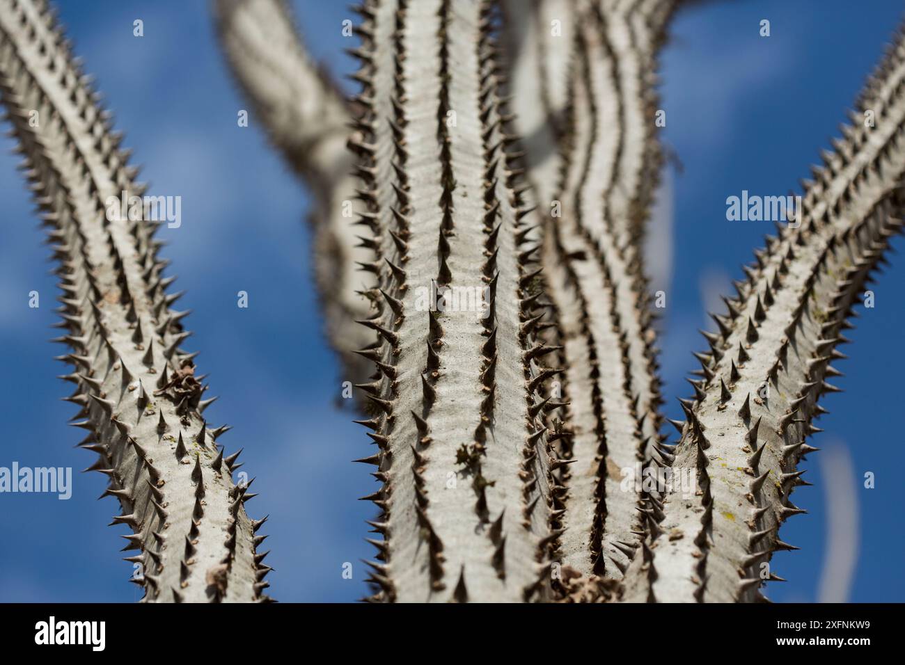 Octopus Tree (Didiera madagascariensis) branches with spines, Spiny ...