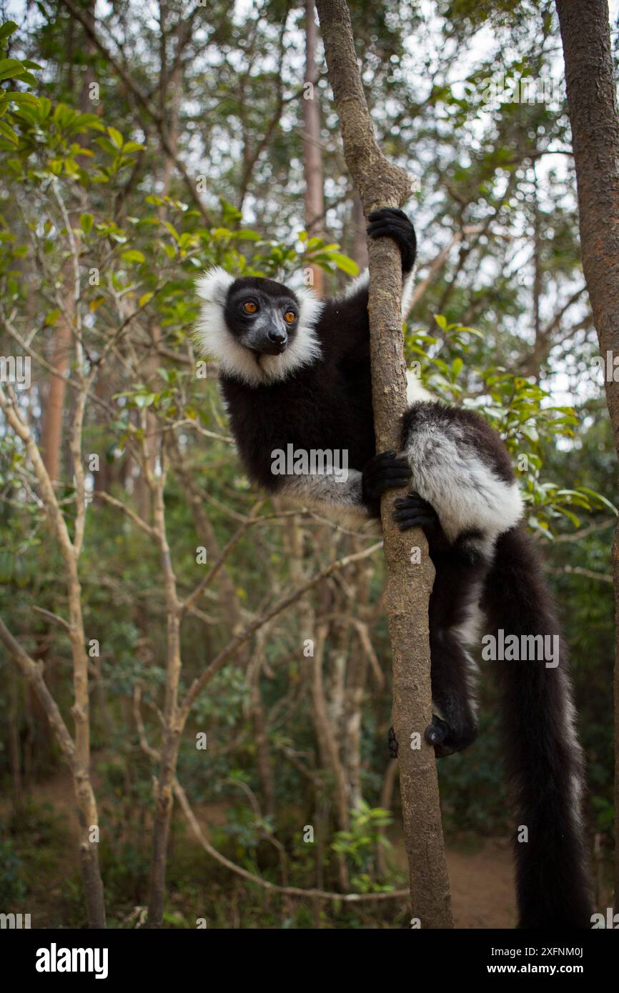 Black-and-White ruffed lemur (Varecia variegata) Andasibe-Mantadia ...