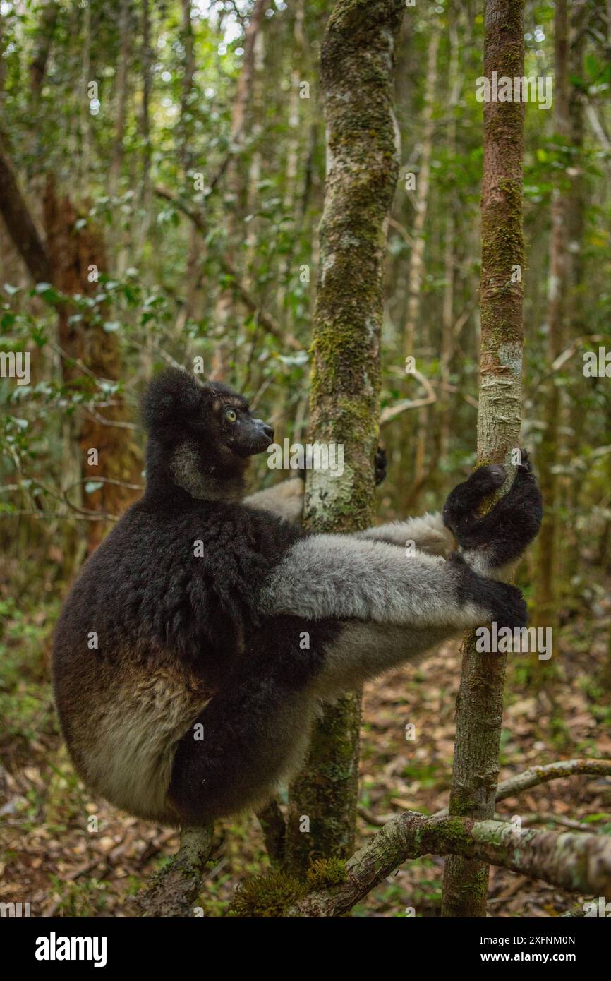 Indri lemur (Indri indri) Andasibe-Mantadia National Park, ilaotra ...