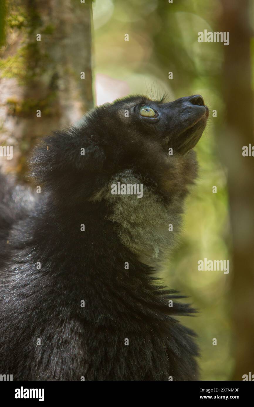 Madagascar niger hi-res stock photography and images - Alamy