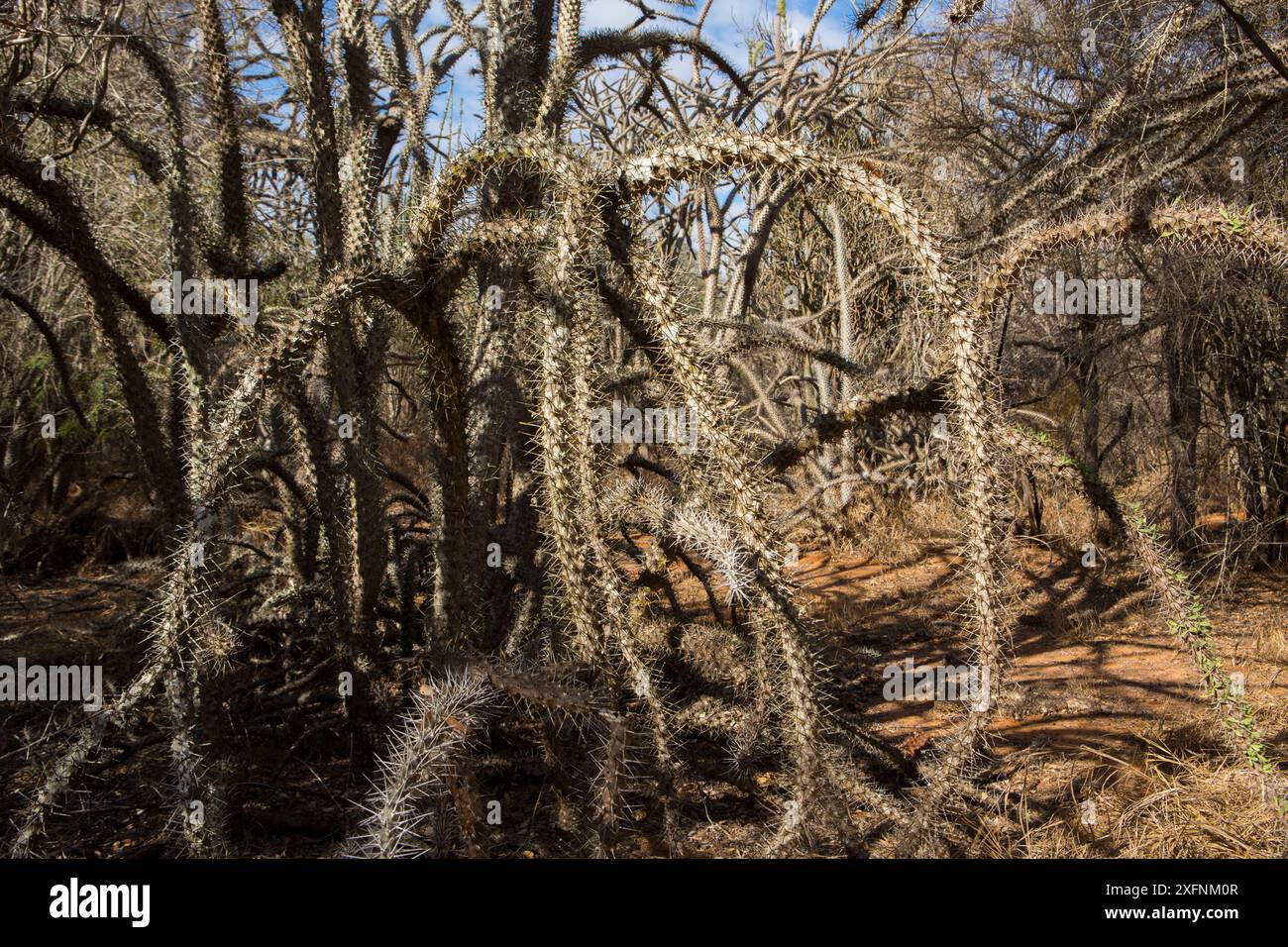 Octopus trees (Didieria trolli) in spiny forest, Berenty, Madagascar ...