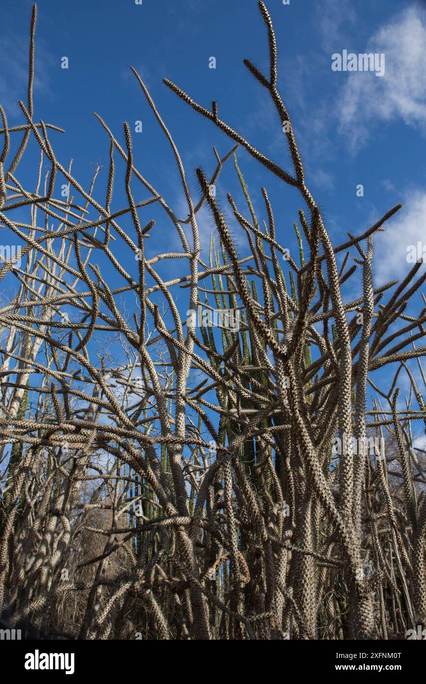 Octopus trees, (Didieria trolli), Berenty, Madagascar Stock Photo - Alamy