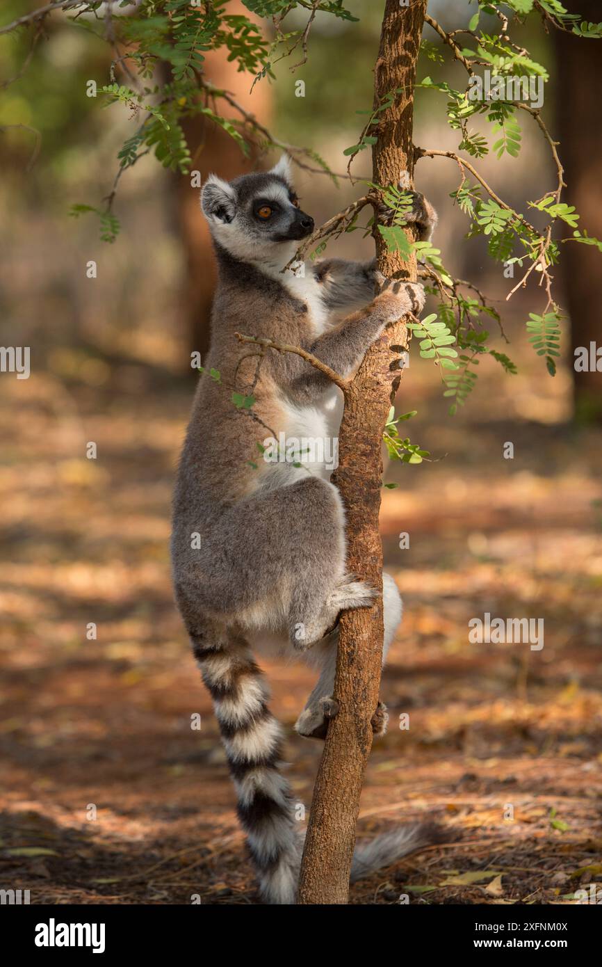 Ring-tailed lemur (Lemur catta) male scent marking tree, Berenty ...