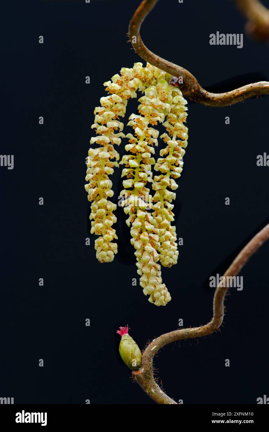 Female flower of the common hazel corylus avellana hi-res stock ...