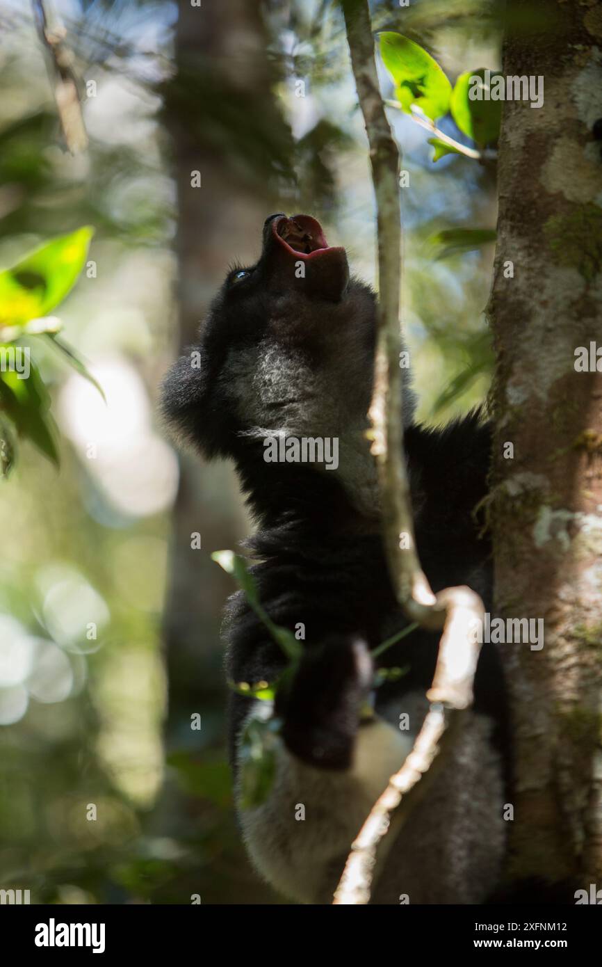 Indri calling hi-res stock photography and images - Alamy