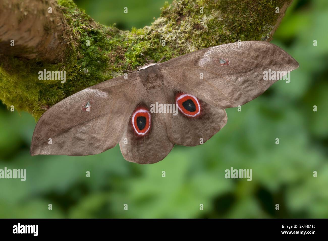 Saturniid moth (Lobobunaea phaedusa) male, La Lope National Park, Gabon ...