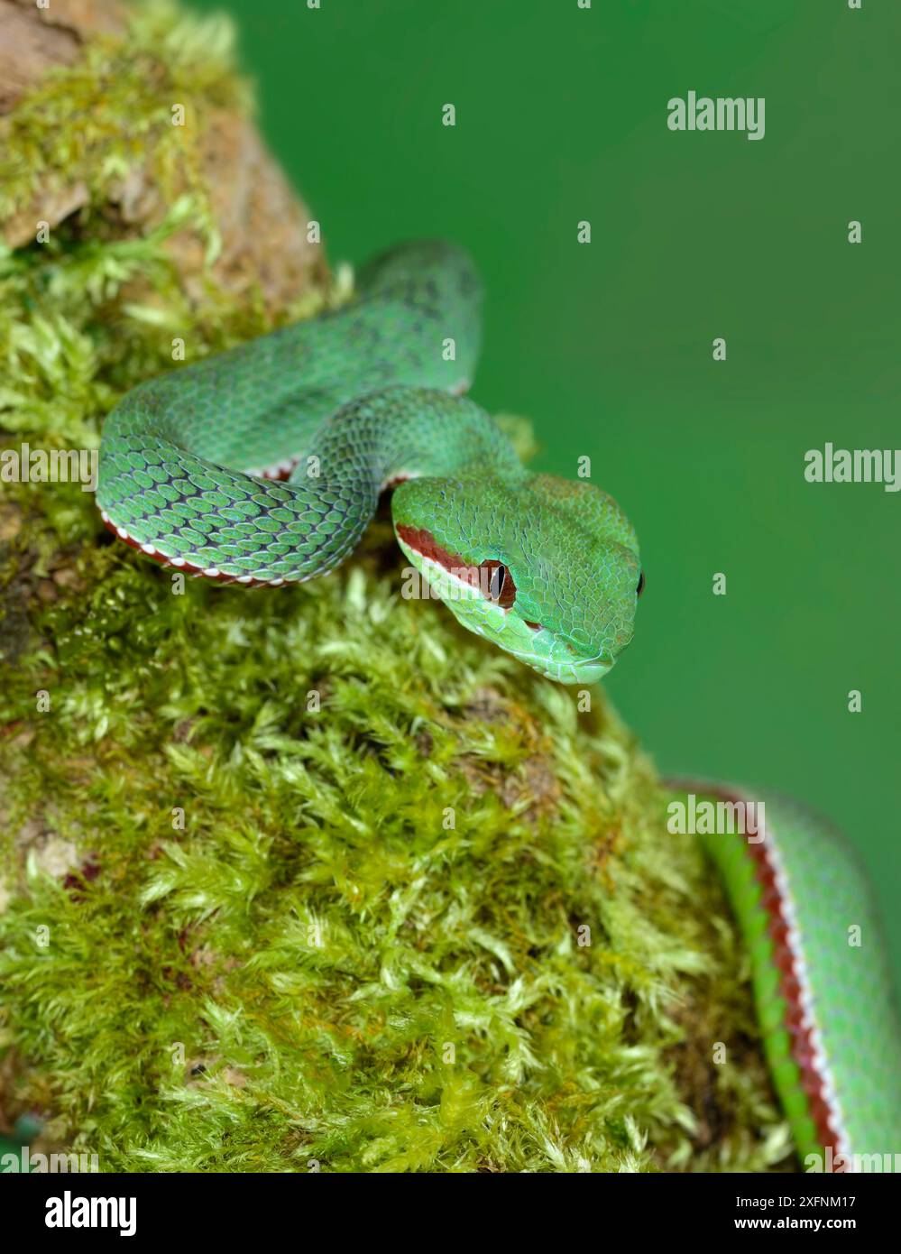 Pope's pit viper (Trimeresurus popeorum) native to northern India ...