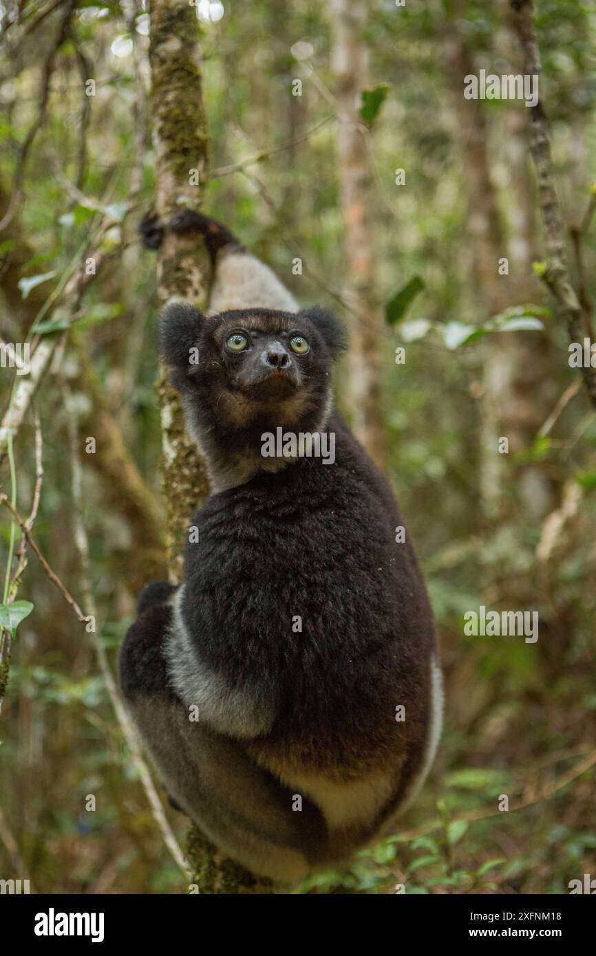 Indris brevicaudatus hi-res stock photography and images - Alamy