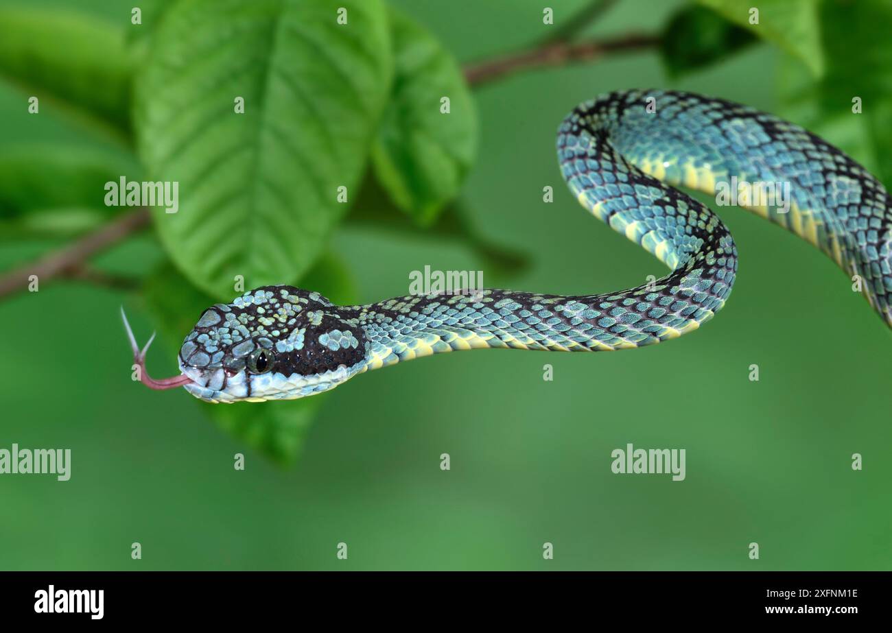 Sri Lankan pitviper (Trimeresurus trigonocephalus) captive, endemic to ...