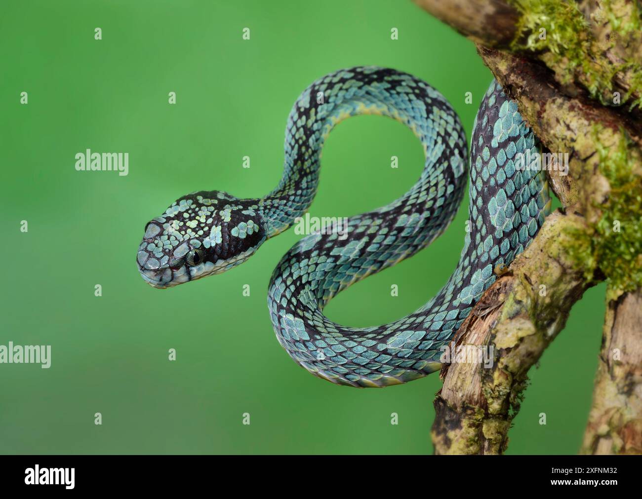Venomous snakes of sri lanka hi-res stock photography and images - Alamy