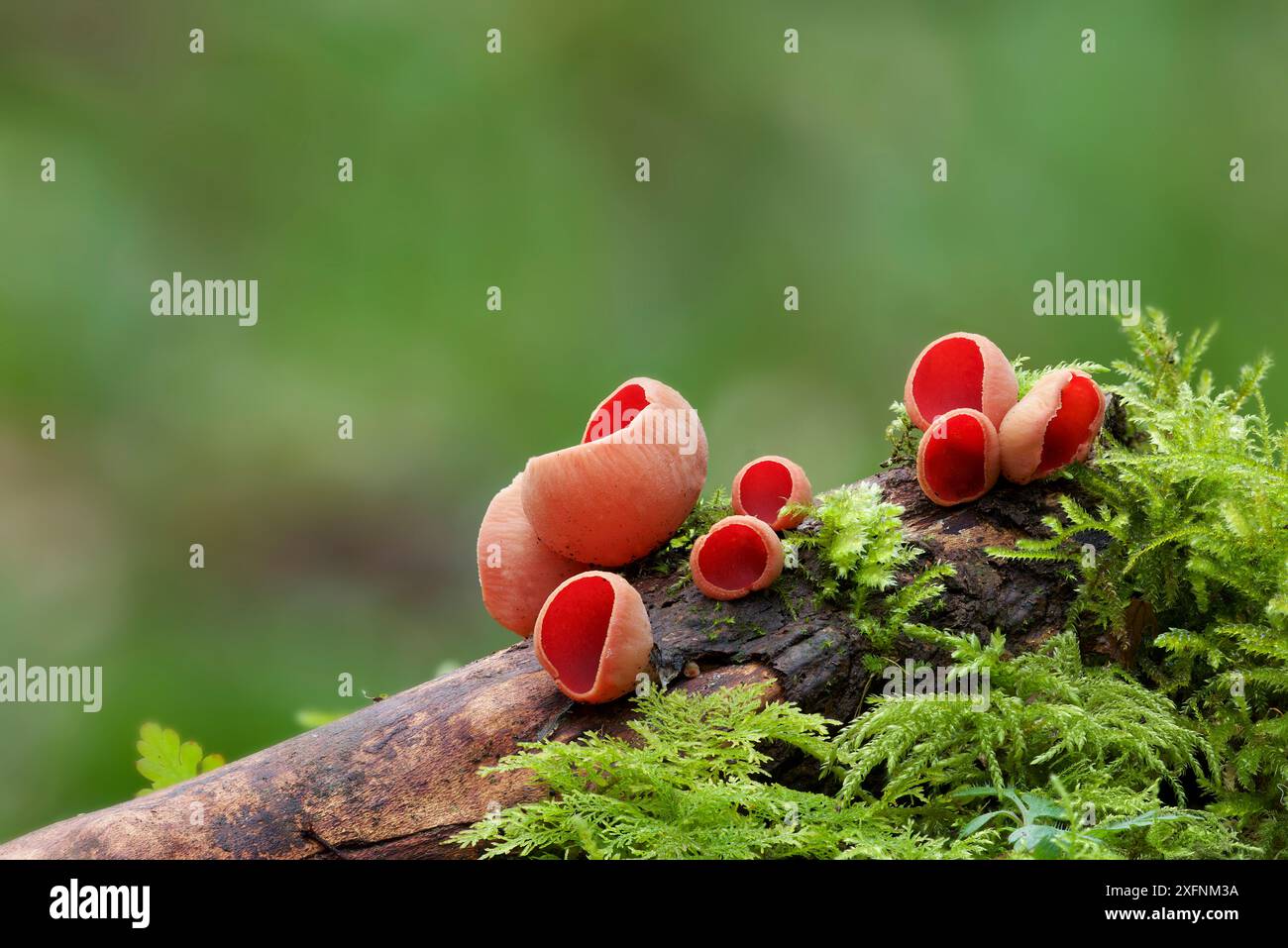 Scarlet elf cup (Sarcoscypha coccinea) in spring, Northern Ireland ...