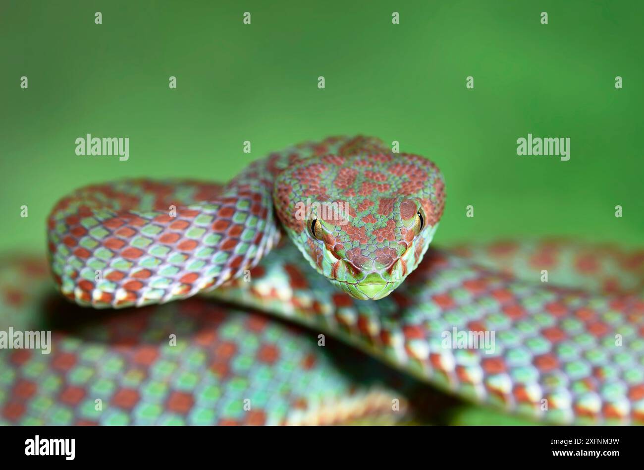 Beautiful pitviper hi-res stock photography and images - Alamy