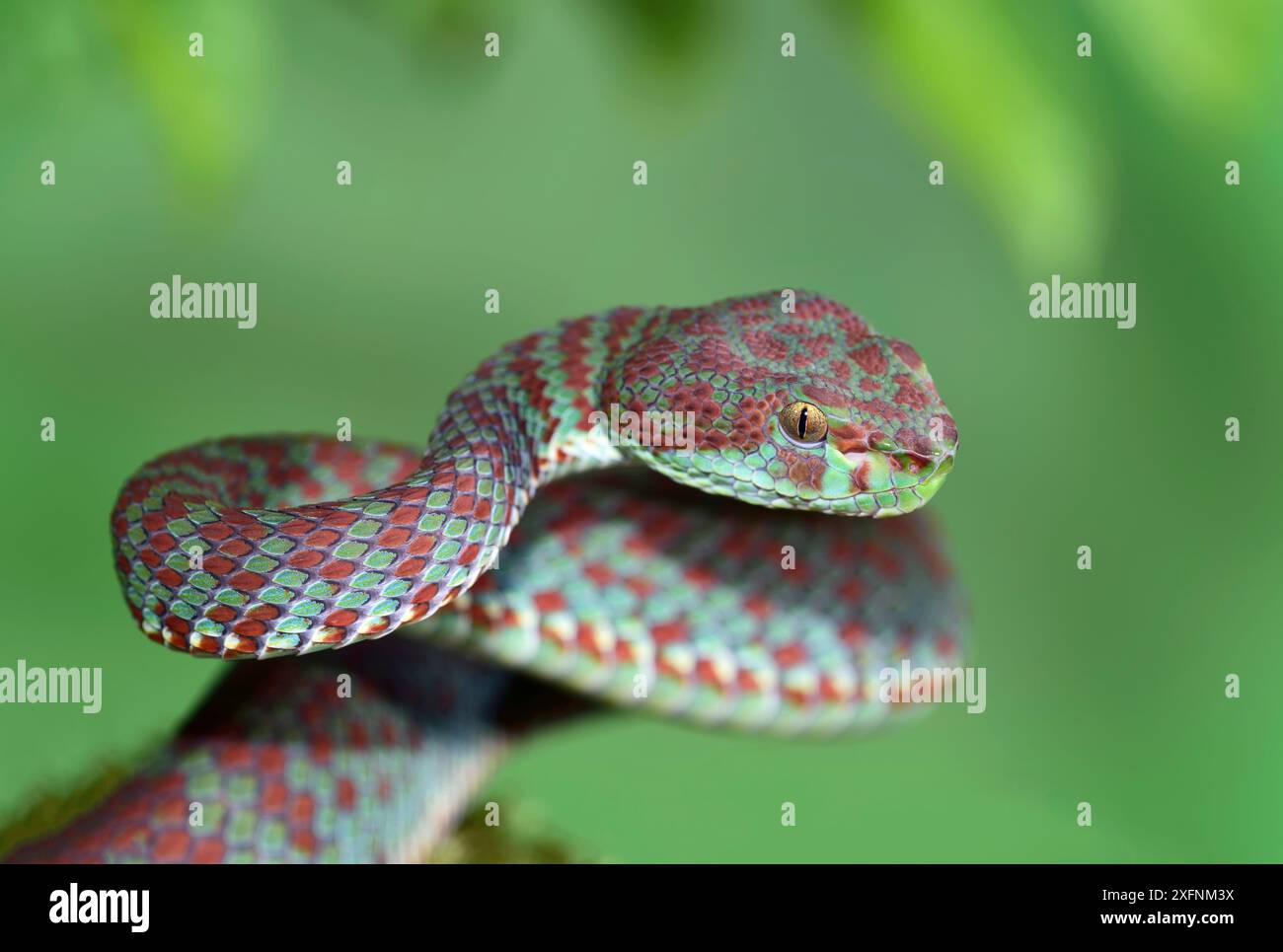 Beautiful pitviper hi-res stock photography and images - Alamy