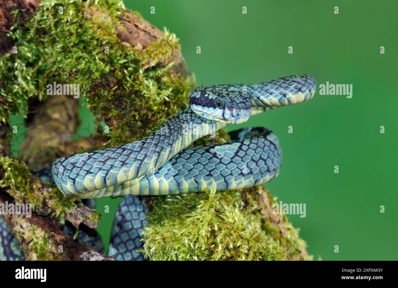 Sri Lankan pitviper (Trimeresurus trigonocephalus) captive, endemic to ...