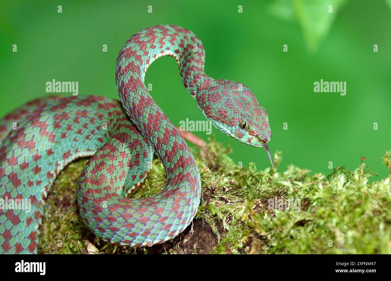 Beautiful pit viper hi-res stock photography and images - Alamy
