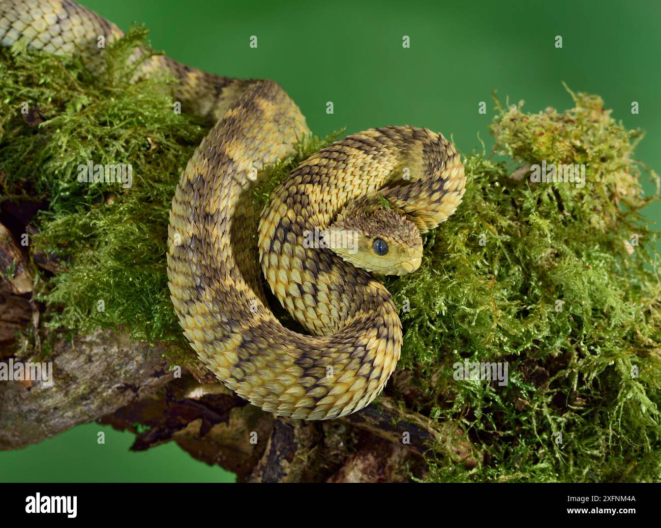 Western bush viper hi-res stock photography and images - Alamy