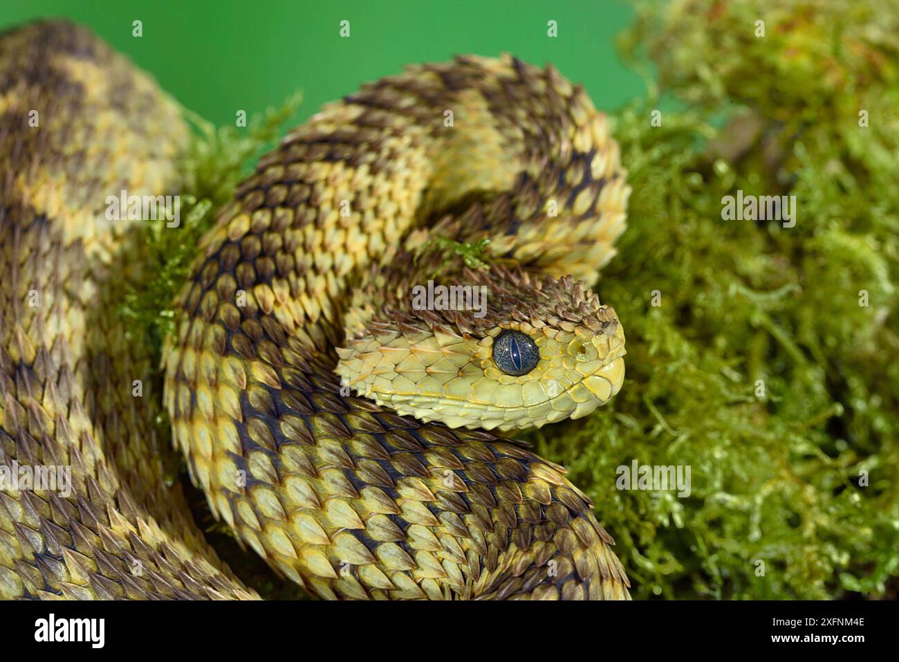 Bush viper atheris squamigera hi-res stock photography and images - Alamy