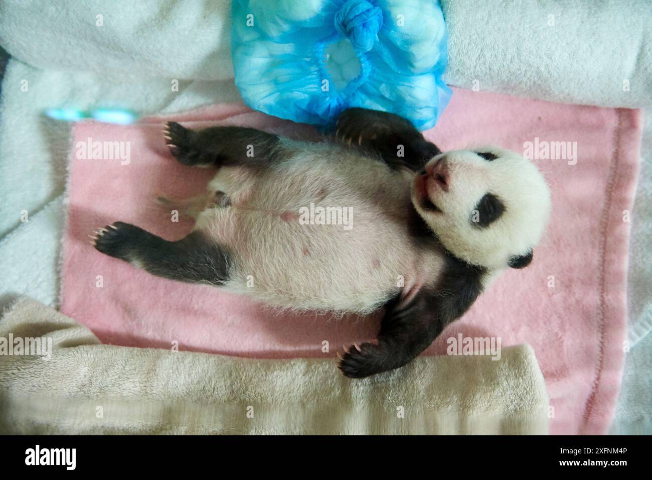 Giant panda (Ailuropoda melanoleuca) baby age one month, Beauval Zoo ...