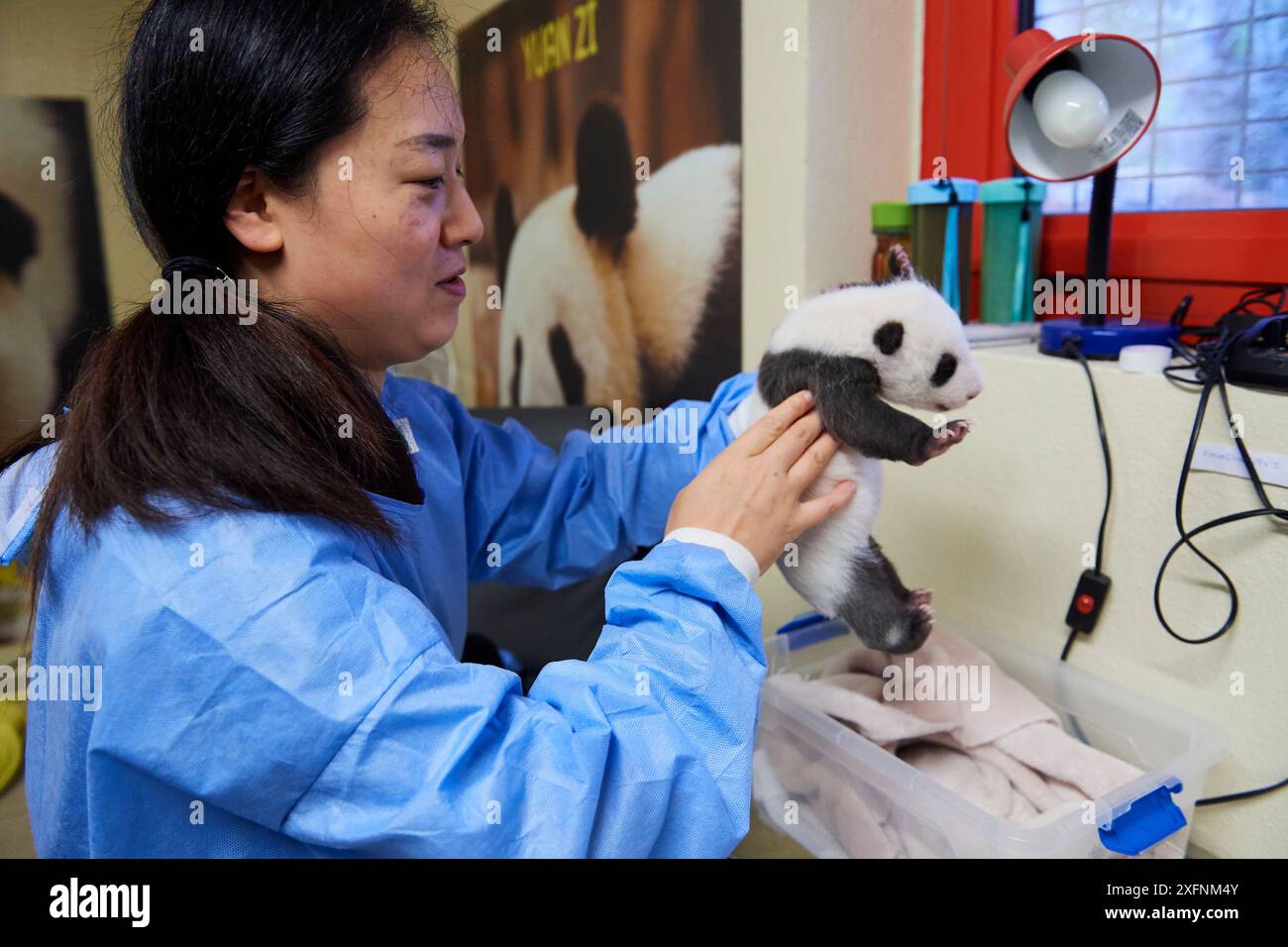 Keeper holding Giant panda (Ailuropoda melanoleuca) baby age one month ...