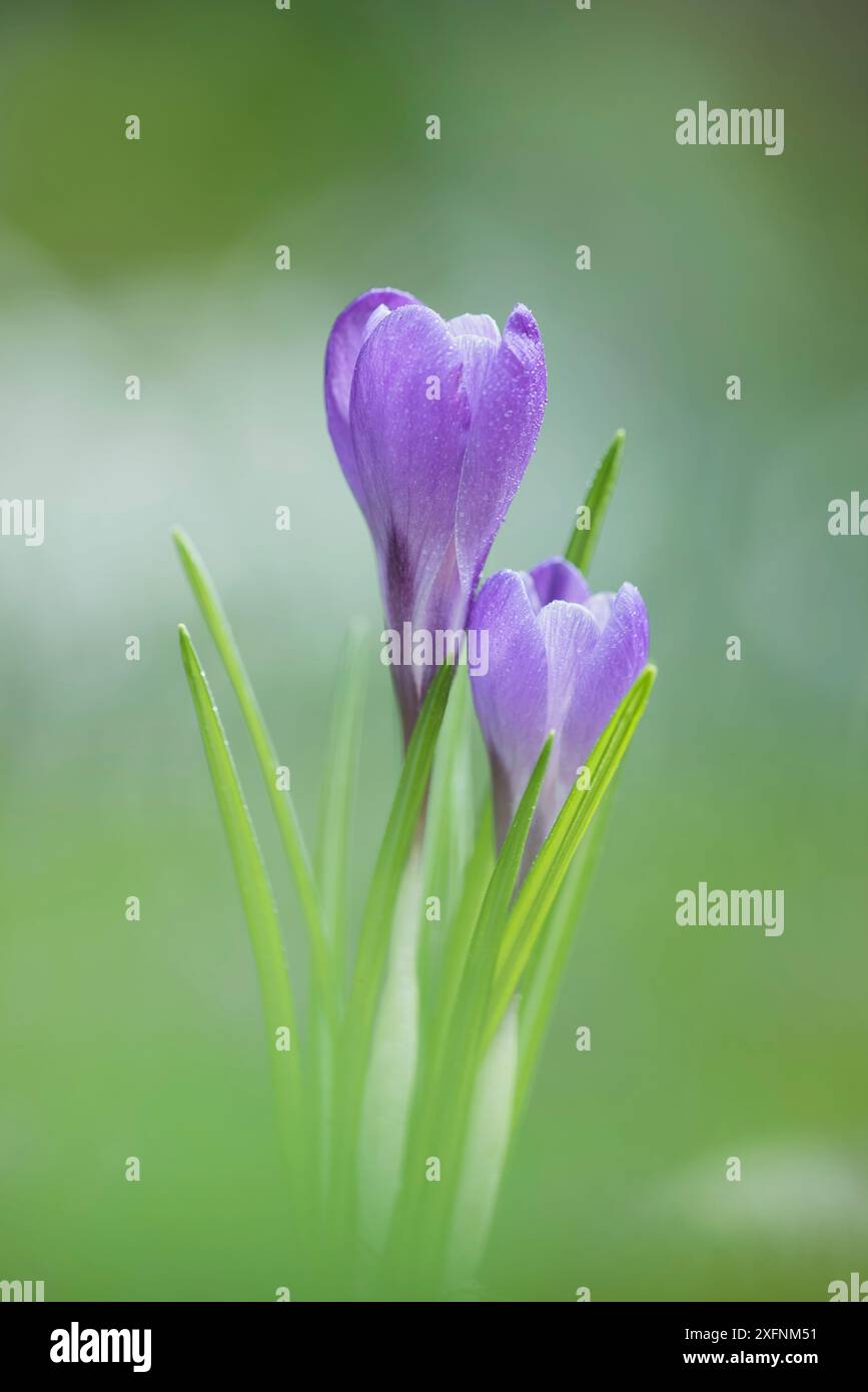 Purple flower of crocus crocus sp hi-res stock photography and images ...