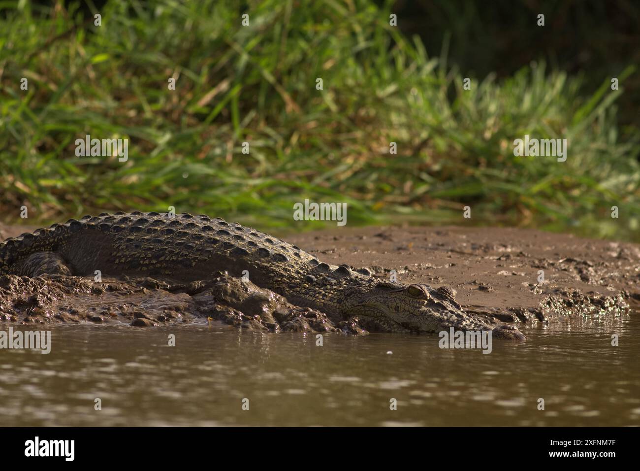 Close up of a giant crocodile sliding in the river water and mud, and ...