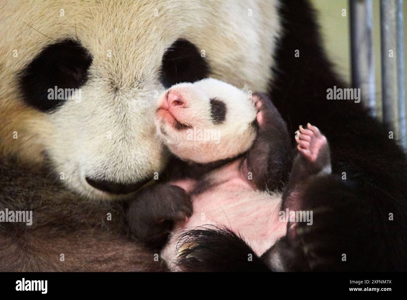 Giant panda (Ailuropoda melanoleuca) female, Huan Huan, holding baby ...