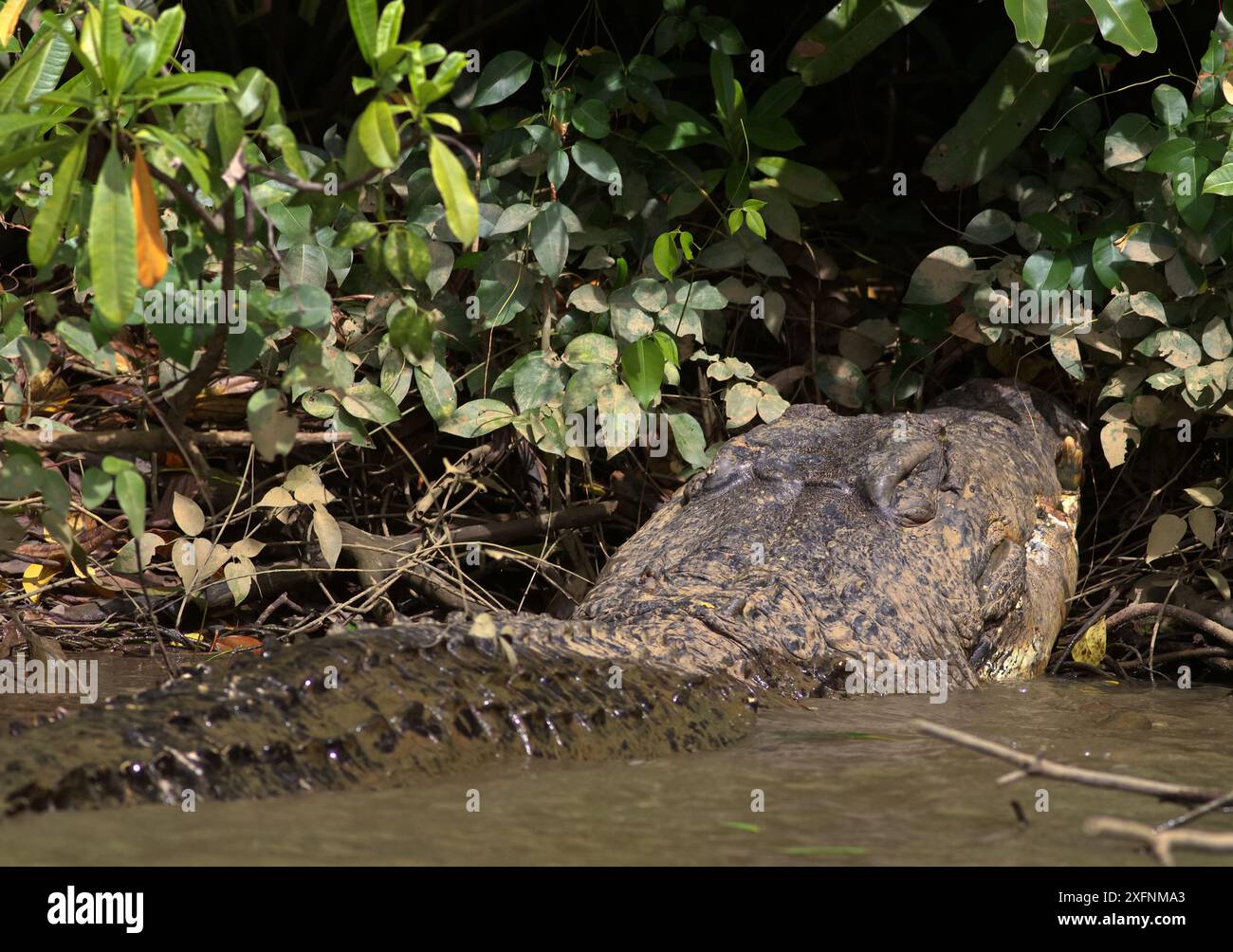 Close up of a giant crocodile sliding in the river water and mud, and ...