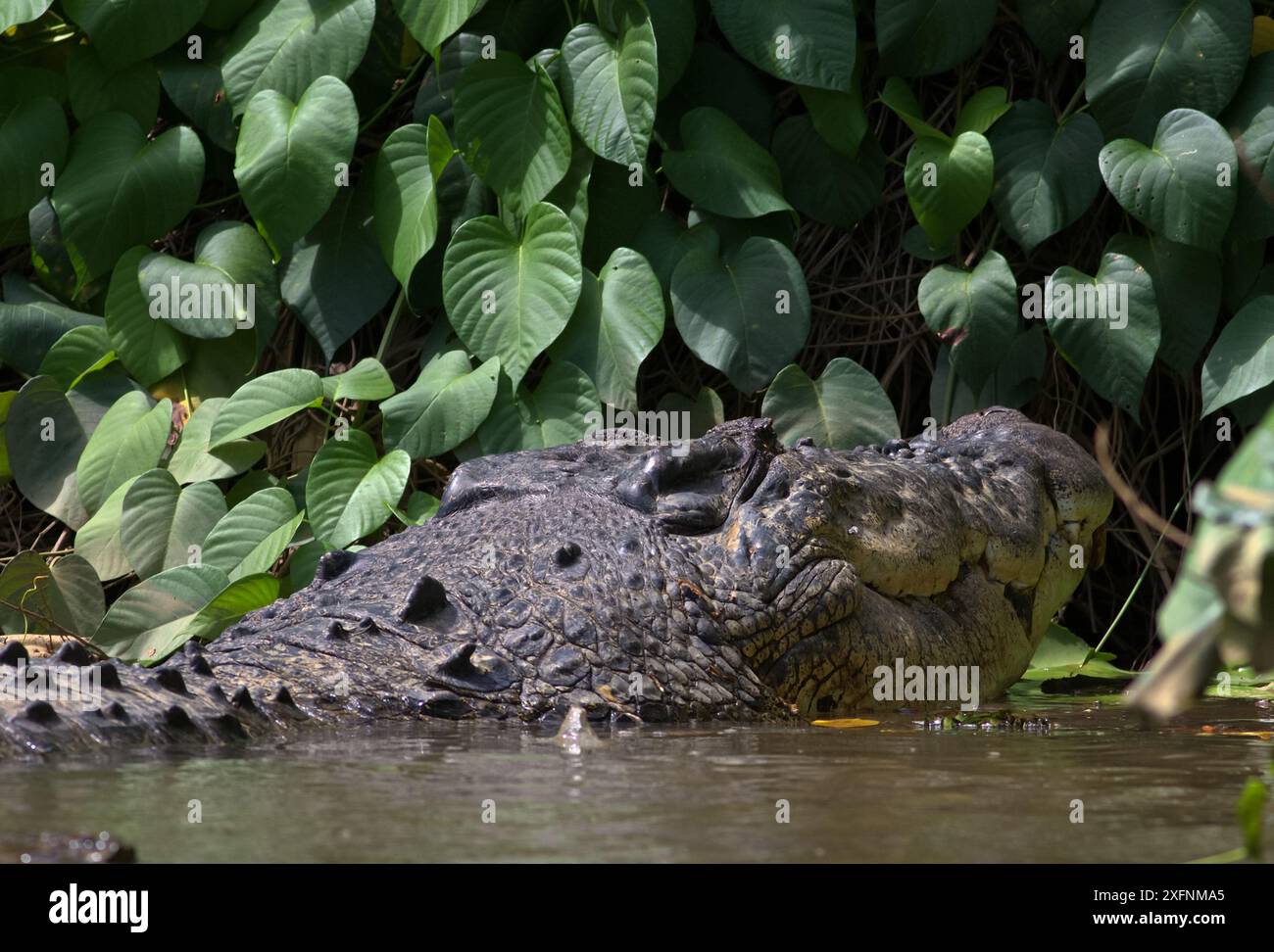 Close up of a giant crocodile sliding in the river water and mud, and ...