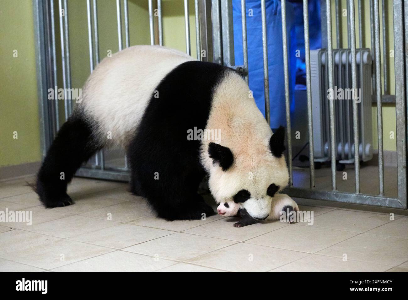 Giant panda (Ailuropoda melanoleuca) mother Huan Huan, picking up baby ...