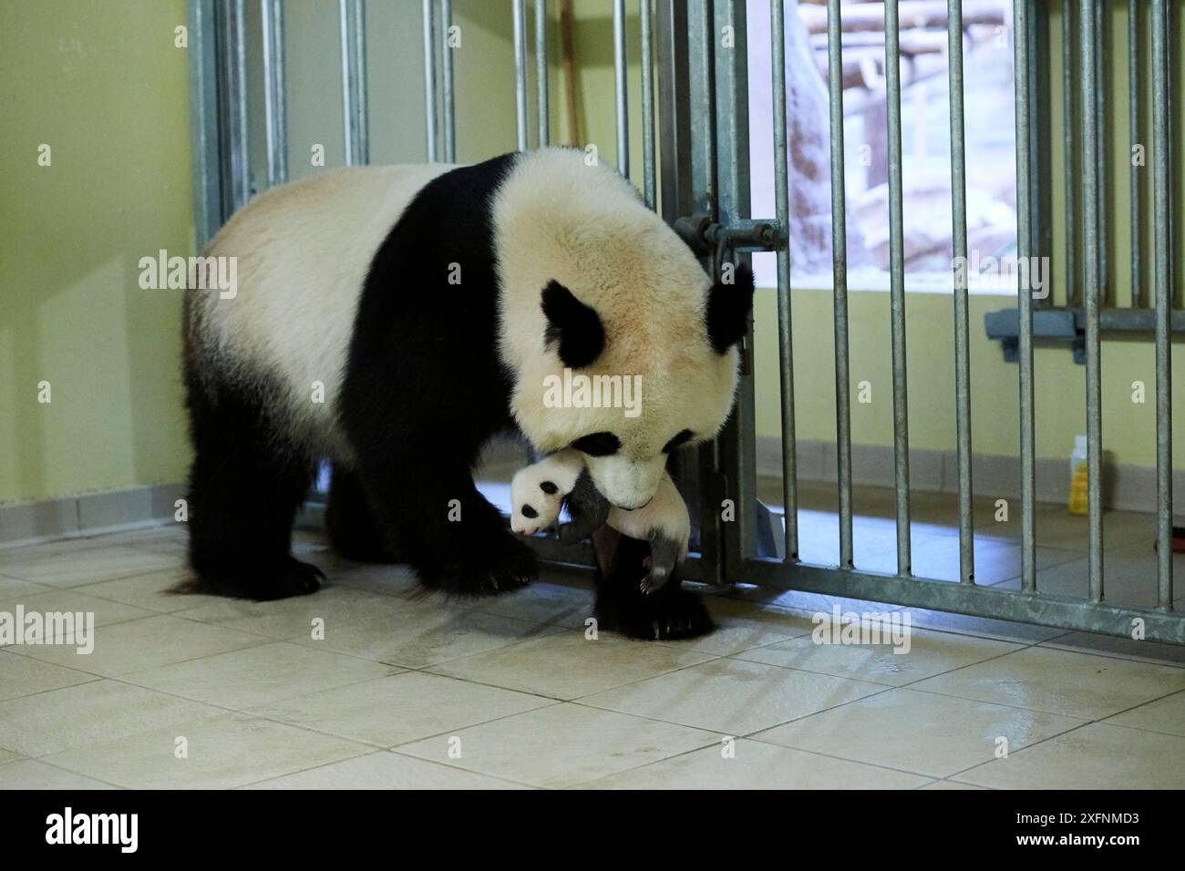Giant panda (Ailuropoda melanoleuca) mother Huan Huan, picking up baby ...