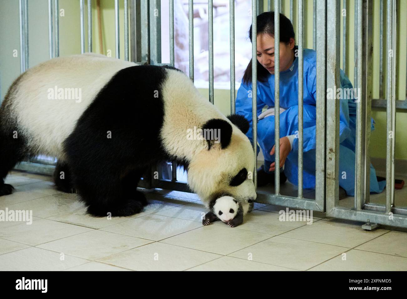Giant panda (Ailuropoda melanoleuca) keeper returning baby, age one month to mother Huan Huan ...