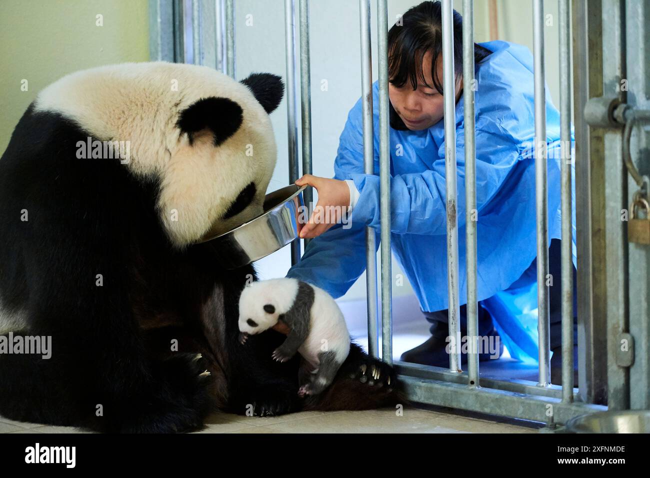 Keeper feeding Giant panda (Ailuropoda melanoleuca) female Huan Huan ...