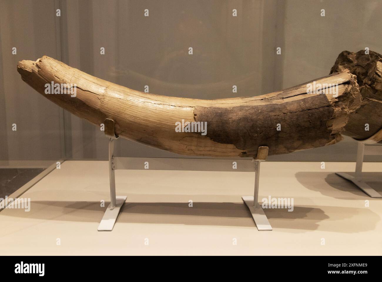 Mammoth tusk, from an extinct mammal, the Columbian Mammoth; Mammuthus ...